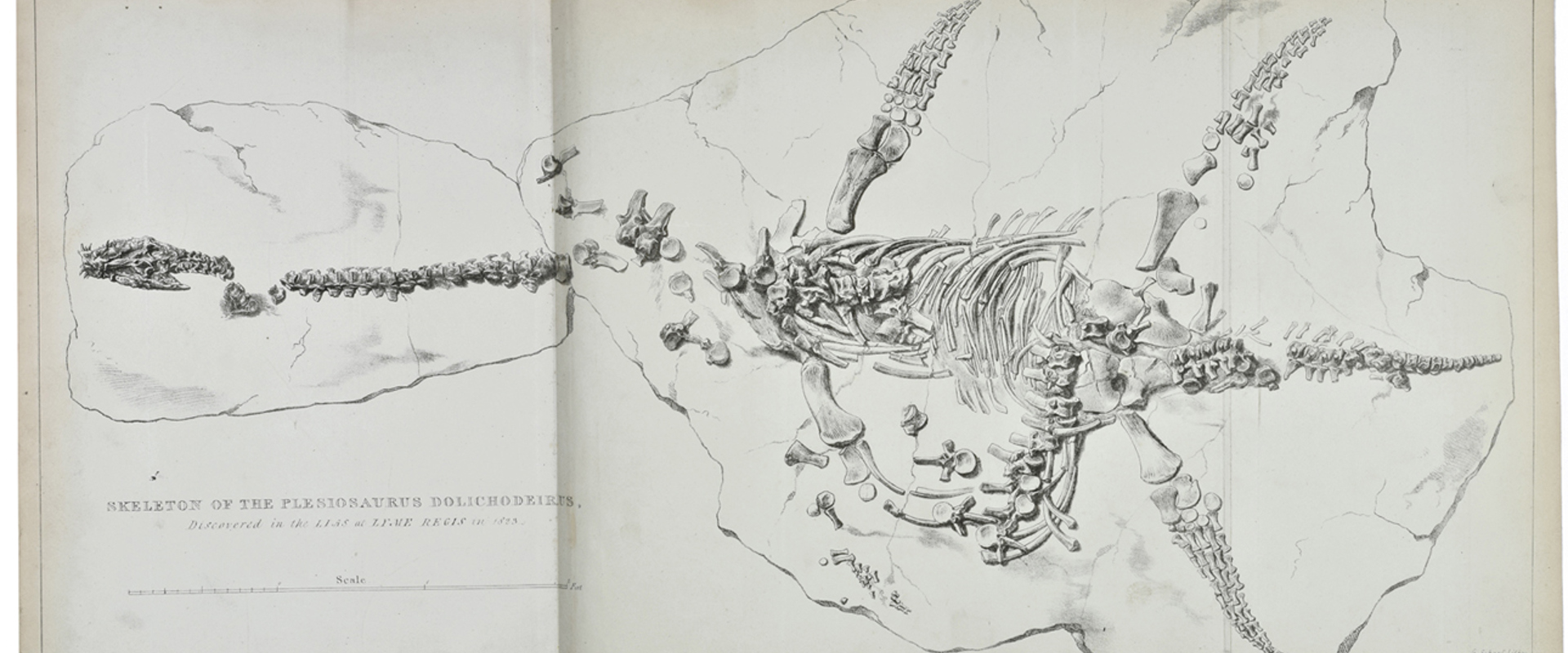 Plesiosaurus dolichodeirus | The Geological Society of London