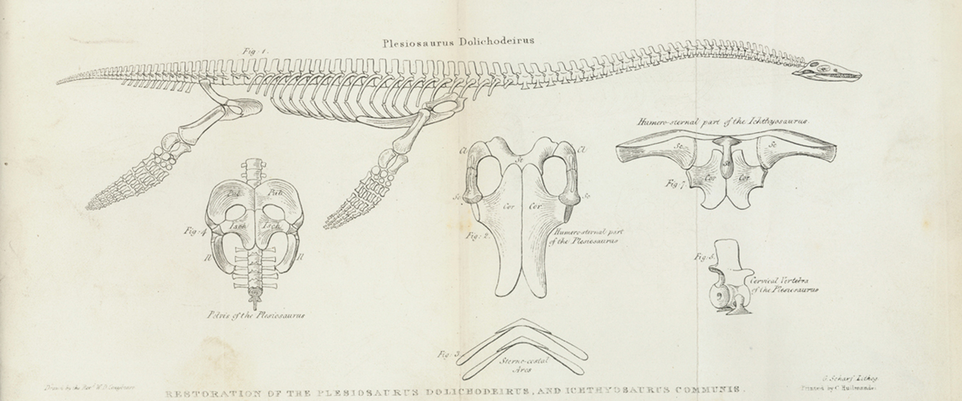 Plesiosaurus dolichodeirus | The Geological Society of London
